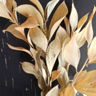 Jual Bunga Kering Dried ruscus dried ruskus daun ruskus kering ...