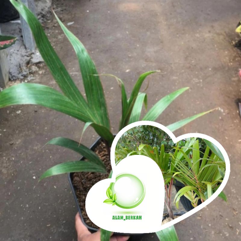 Jual Bibit pohon palem botol/tanaman pohon palem botol/tanaman hias ...