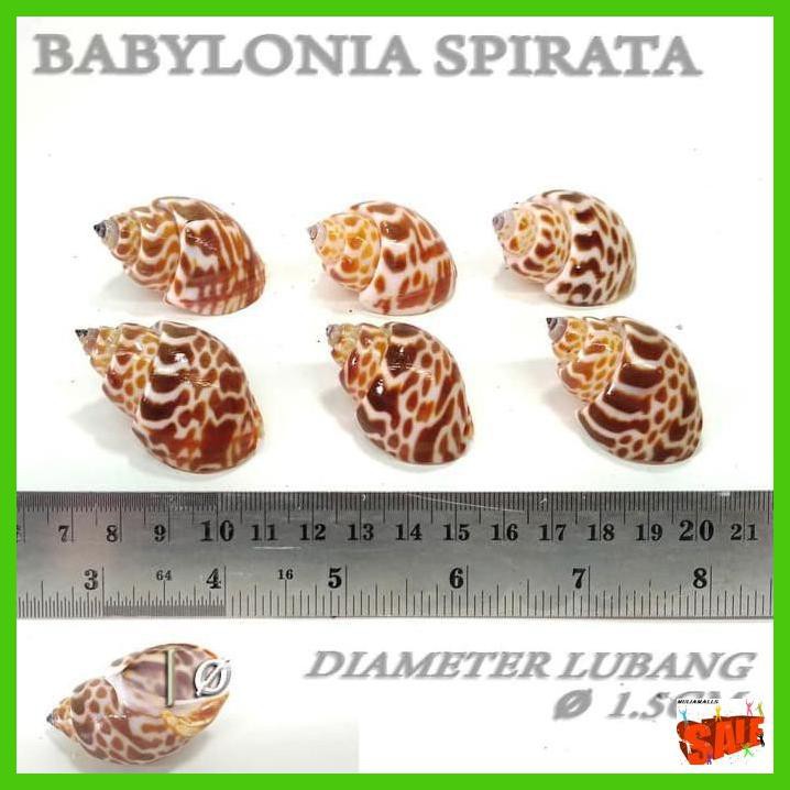 Jual NASIKUL- BABYLONIA SPIRATA SHELL CANGKANG RUMAH KELOMANG UMANG ...