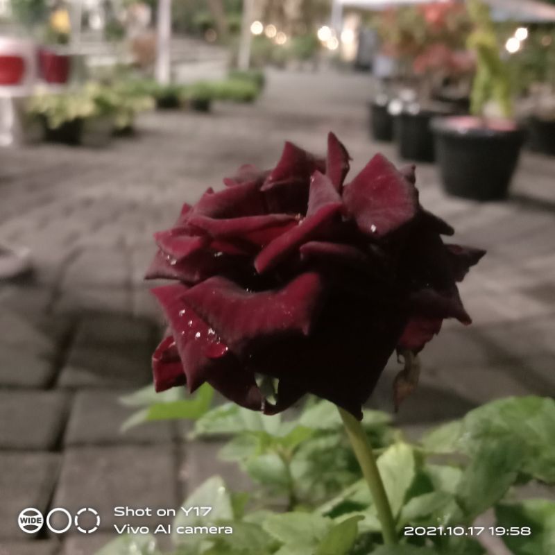 Jual bunga mawar import murah ABRA MAROON tanaman hias tanaman outdoor ...