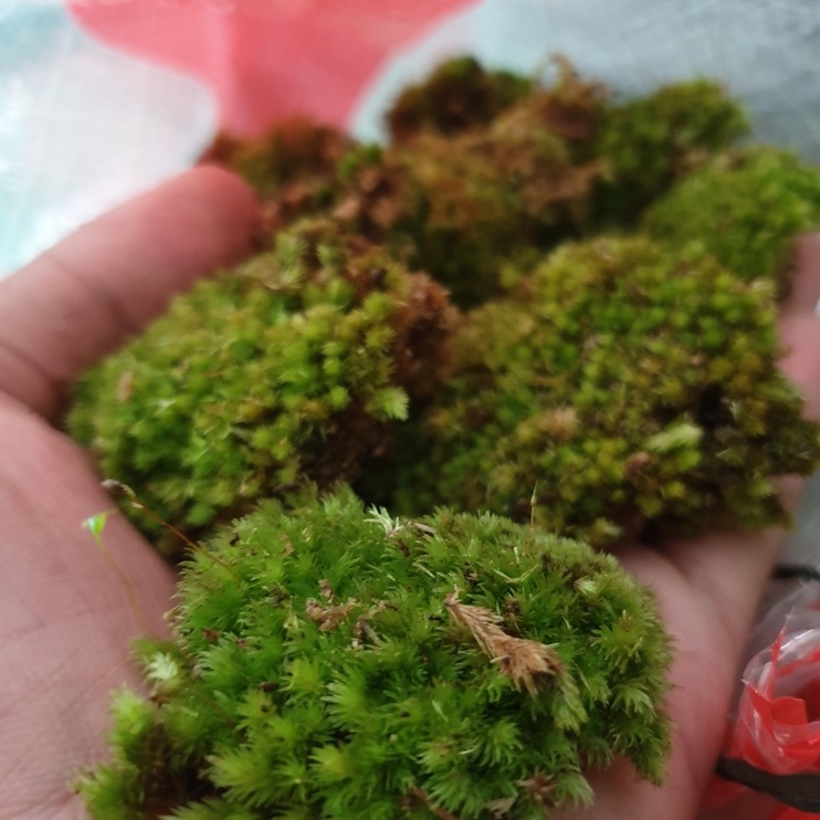 Jual Media Tanam Lumut Hidup/Moss Hutan/Lumut Pinus/ Spagnum moss ...
