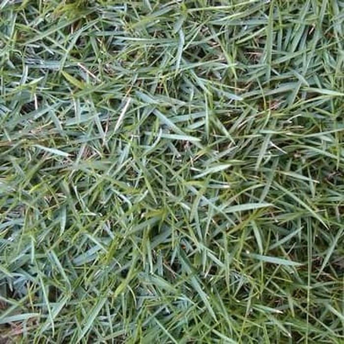 Jual jual benih rumput manila-biji rumput manila | Shopee Indonesia