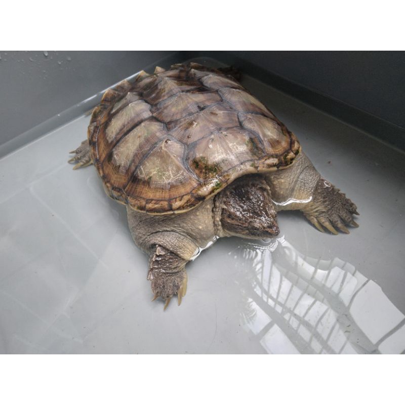 Jual CST Common snapping turtle (kura-kura air predator) | Shopee Indonesia