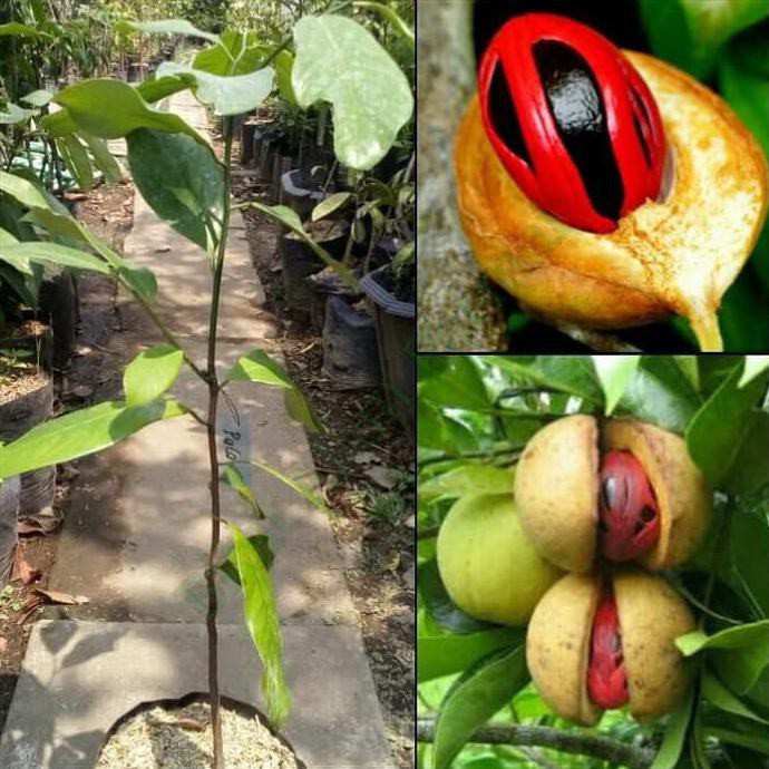 Jual Bibit Tanaman Ginseng Jawa Som Jawa | Shopee Indonesia