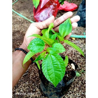Jual TANAMAN DAUN POH-POHAN - TANAMAN LALAPAN | Shopee Indonesia