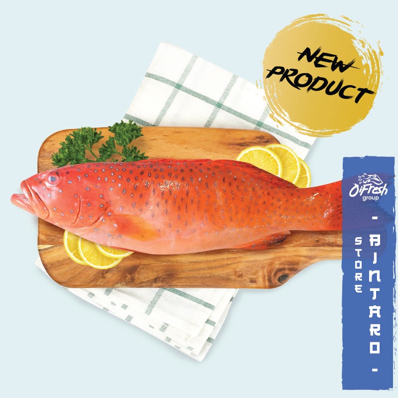 Jual Ikan Kerapu Lodi PREMIUM EXPORT Segar dan Bergaransi / Pack ...