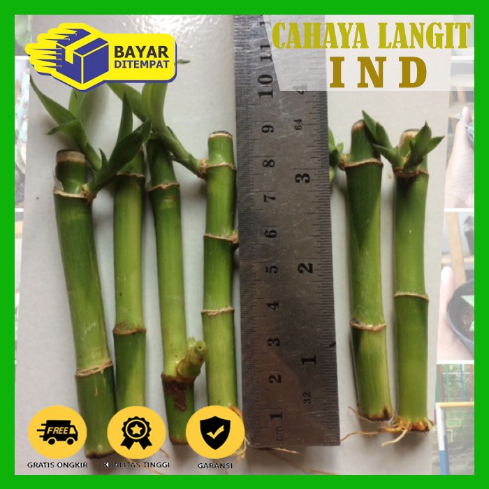 Jual Bambu Hoki Bambu Air Bambu Sri Rejeki 10 pcs Indonesia|Shopee ...