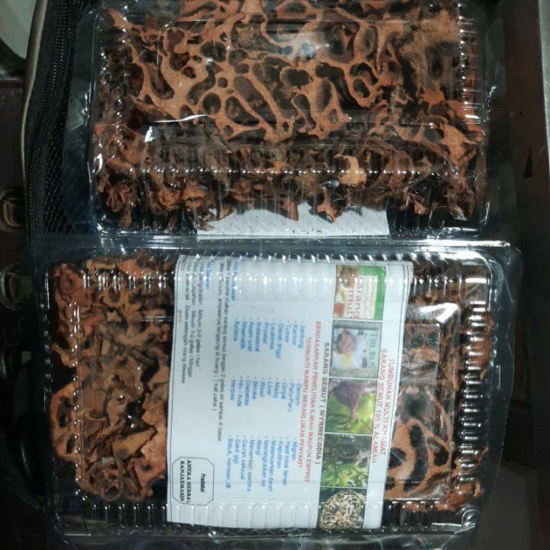 Jual sarang semut 100% asli kalimantan | Shopee Indonesia