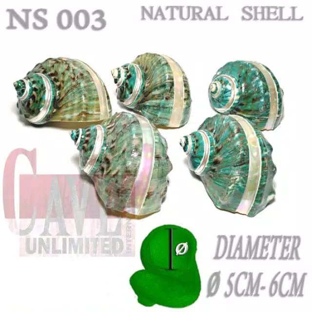 Jual NS003 cangkang shell rumah kelomang keong umang kumang natural ...
