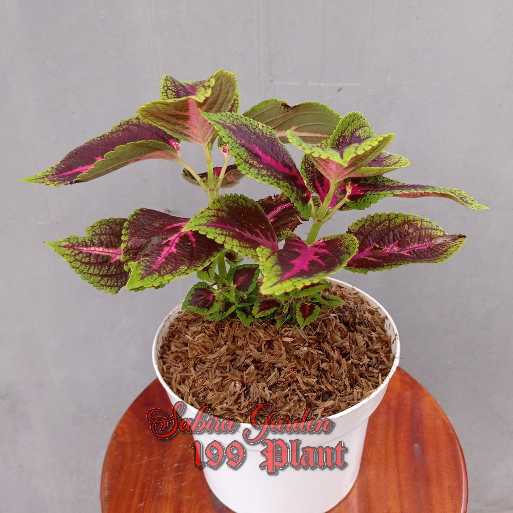 Jual Tanaman Hias Miana lidah merah (coleus Plectranthus ...
