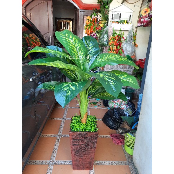 Jual DEKORASI HOME BUNGA SUDUT RUANGAN POHON JUMBO KELADI BERAS TUMPAH ...