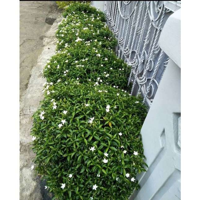 Jual tanaman hias rombusa berbunga/melati mini | Shopee Indonesia