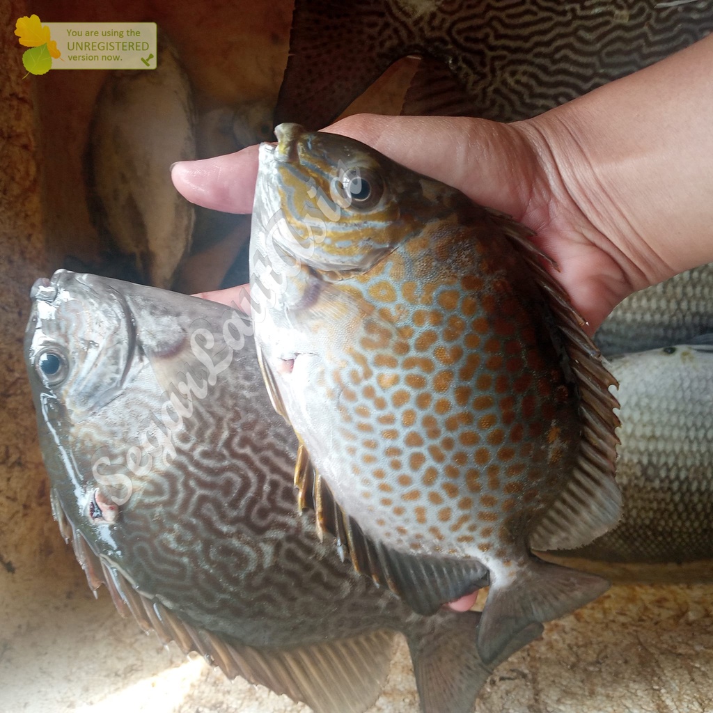 Jual Ikan Baronang Segar Ikan Baronang 1Kg | Shopee Indonesia