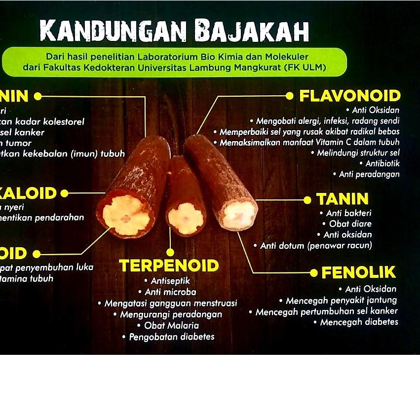Jual Paling Dicari!! LR090 TEH BAJAKAH ASLI KALIMANTAN | TEH BAJAKAH ...