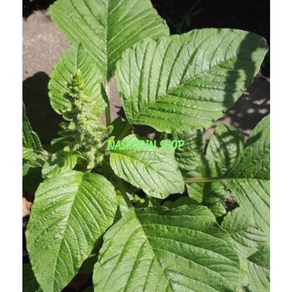 Jual DAUN BAYAM LIAR SEGAR | DAUN BAYEM LIAR LANGSUNG PETIK | RUMPUT ...