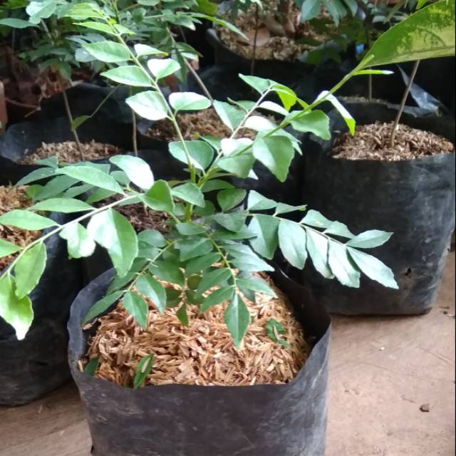 Jual Pohon kari / daun salam koja | Shopee Indonesia