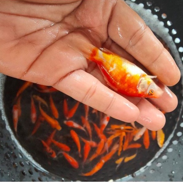 Jual Ikan Mas lokal warna size 6-7cm | Shopee Indonesia