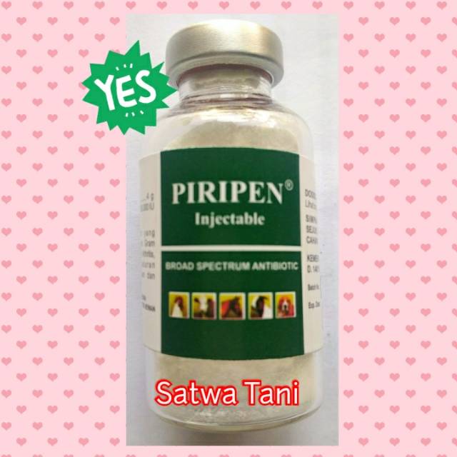 Jual PIRIPEN Injectable (Penstrep serbuk injeksi ampuh) | Shopee Indonesia