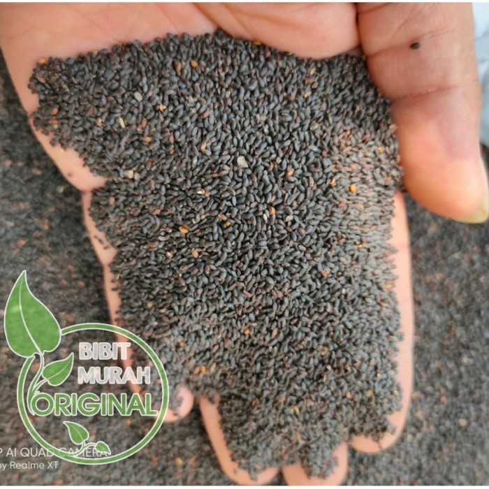 Jual Murni bergaransi biji benih kemangi 1kg kurang lebih | Shopee ...