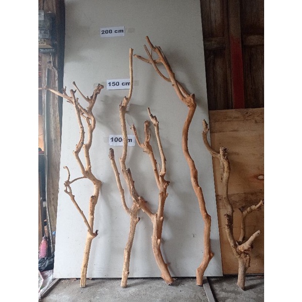 Jual Pohon Kayu Ranting Kering Hias Dekor Rumah Lamtoro tinggi ...