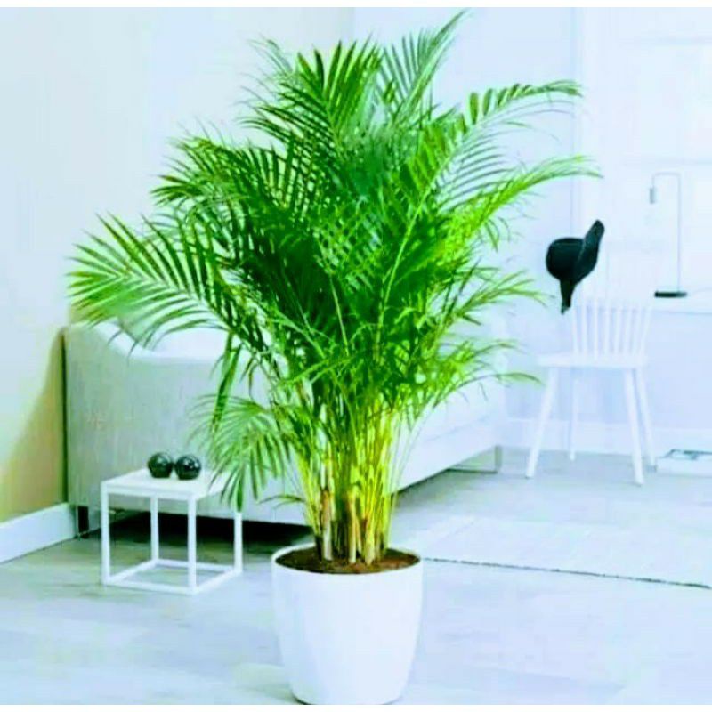 Jual palem parlor palem murah palem mini palem parpor murah | Shopee ...