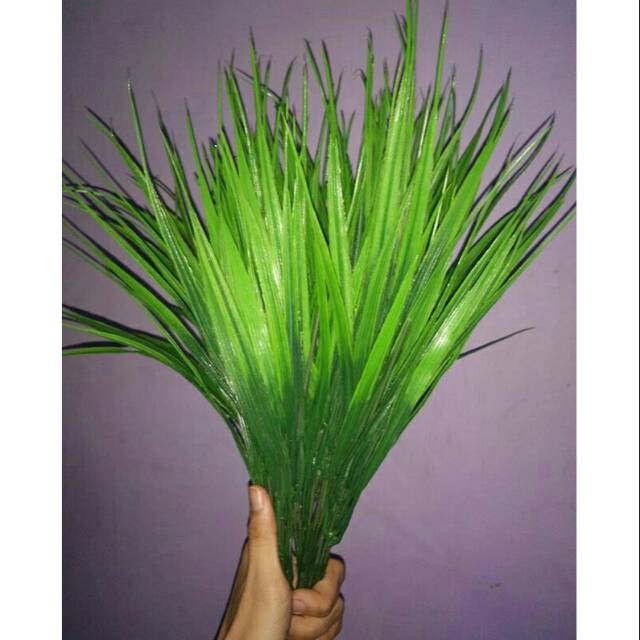 Jual RUMPUT PANJANG / rumput gajah / rumput kucai / rumput paku / bahan ...
