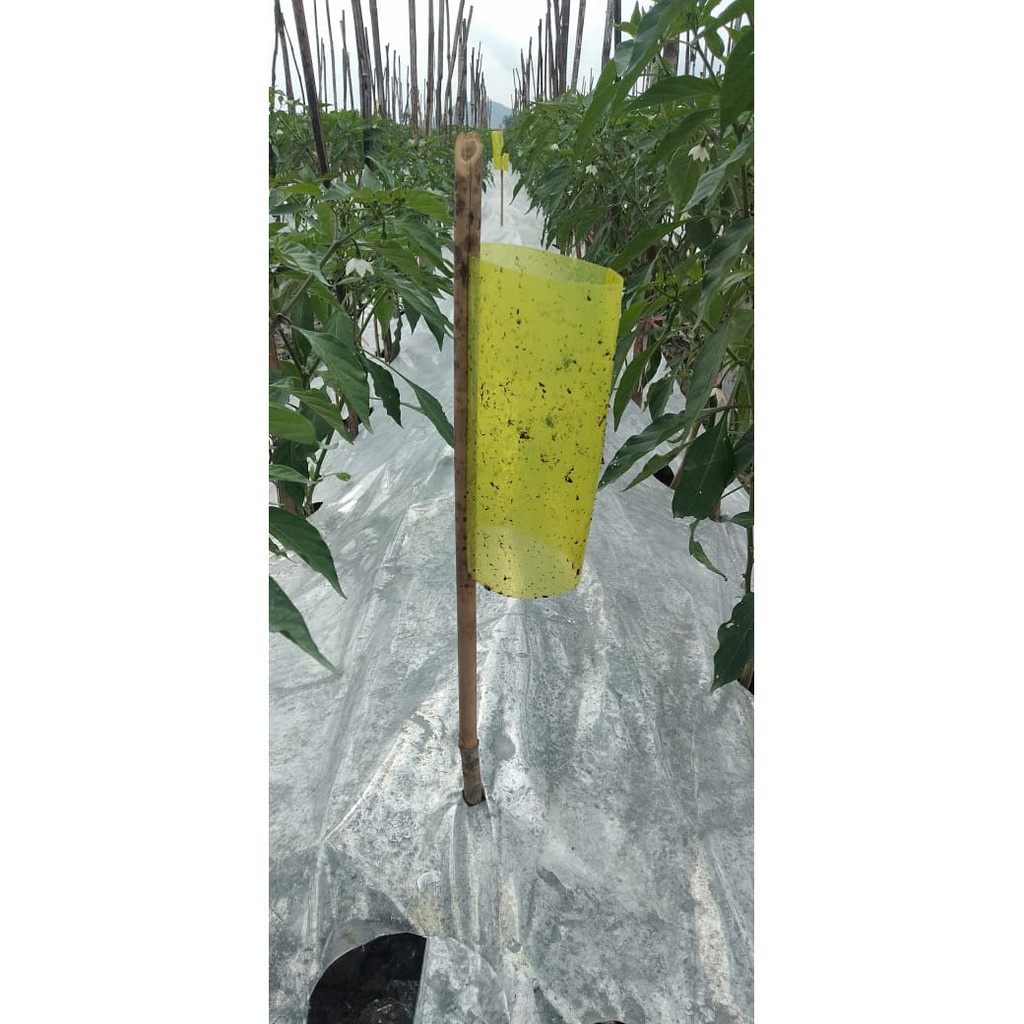 Jual Fly Insect Trap / perangkap hama terbang isi 100lembar yellow trap ...