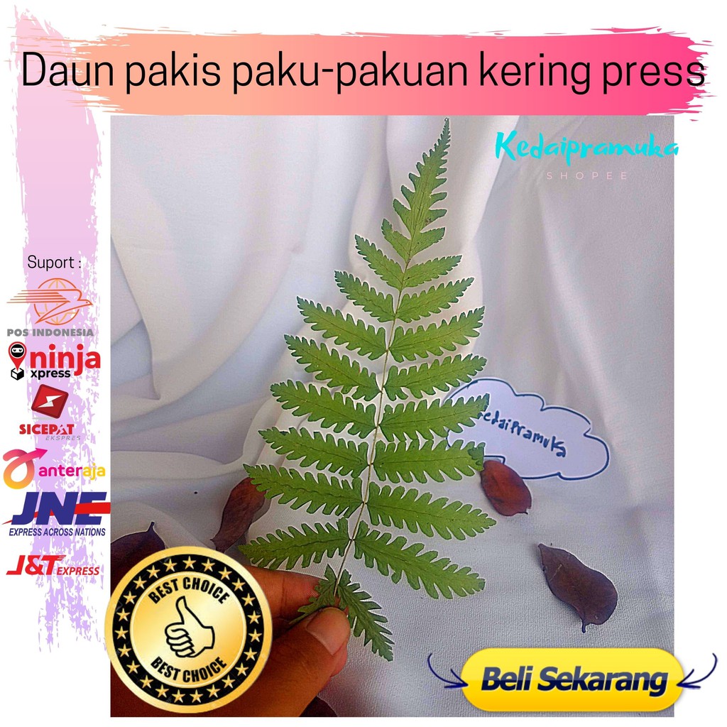 Jual Daun kering / Daun pakis / Tanaman paku pakuan / pressed dried ...