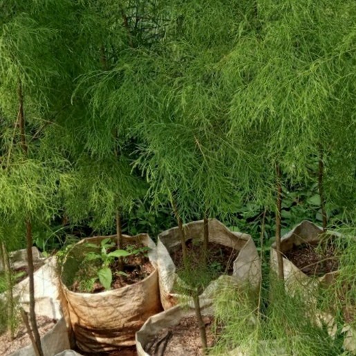 Jual tanaman cemara balon tinggi 1meter 40 cm | Shopee Indonesia