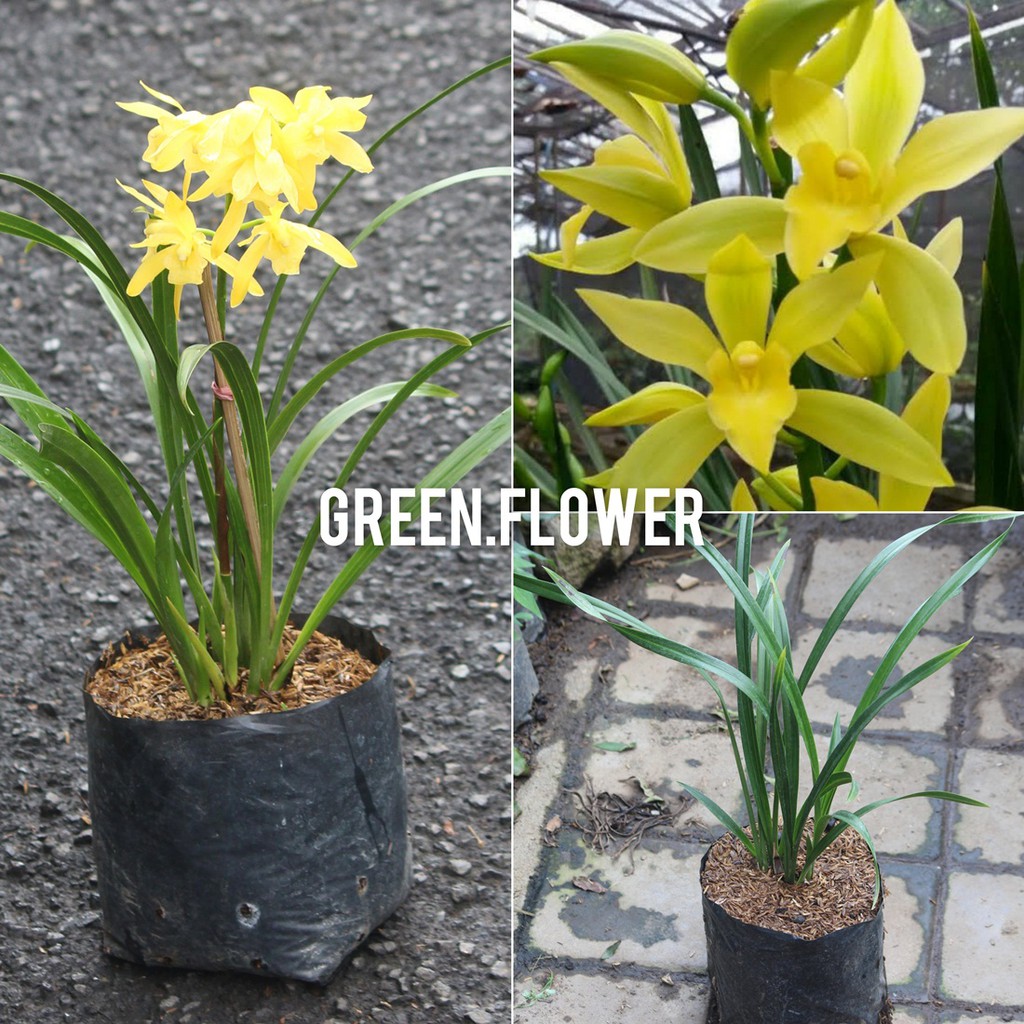 Jual Anggrek Tanah Golden Boy Kuning | Shopee Indonesia