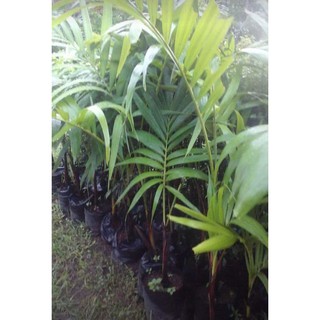 Jual 1 kg Benih Biji Tanaman Pohon Palem Putri | Shopee Indonesia