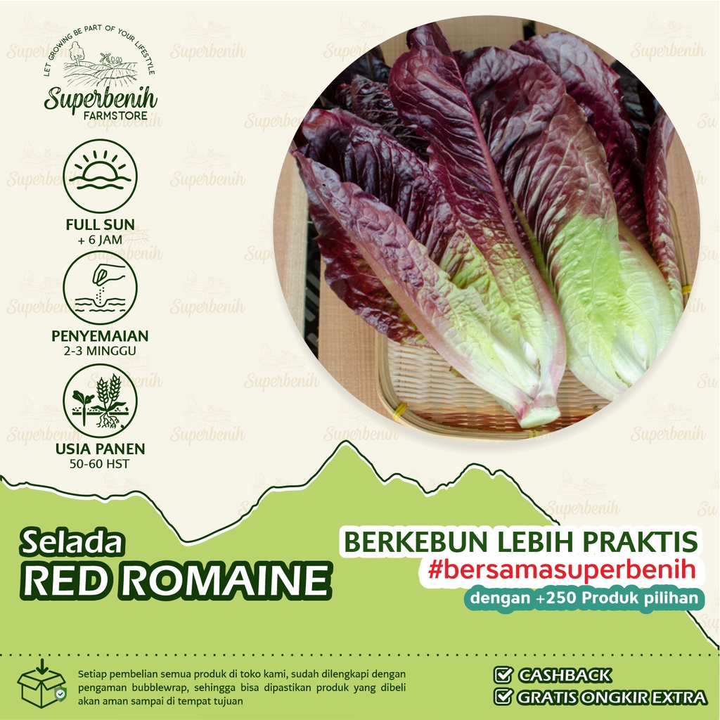 Jual 150 Biji - Benih Selada RED ROMAINE Merah Hibrida, 42 hari panen | Shopee Indonesia