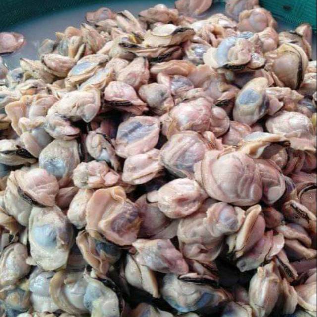 Jual Lokan rebus | Shopee Indonesia