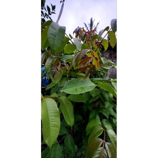 Jual daun cemcem | Shopee Indonesia