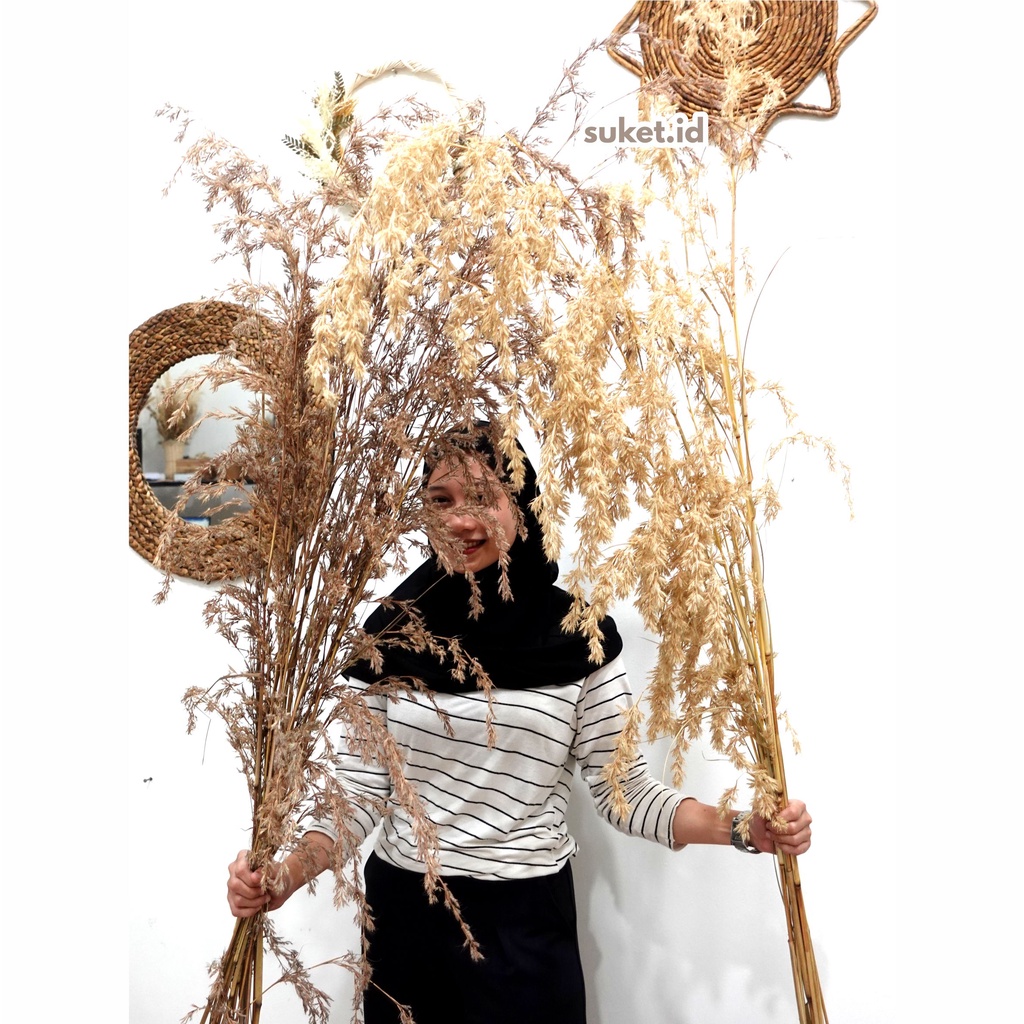 Jual BUNGA SEREH KERING DEKORASI / pampas sere / pampas unik | Shopee ...
