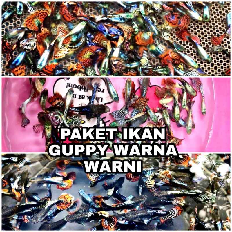 Jual paket ikan guppy warna warni - paket ikan hias ternak guppy | Shopee Indonesia