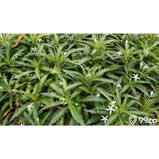 Jual Pohon Herbal katarak Bunga Kitolod - Kembang Kitolod / jangar ...