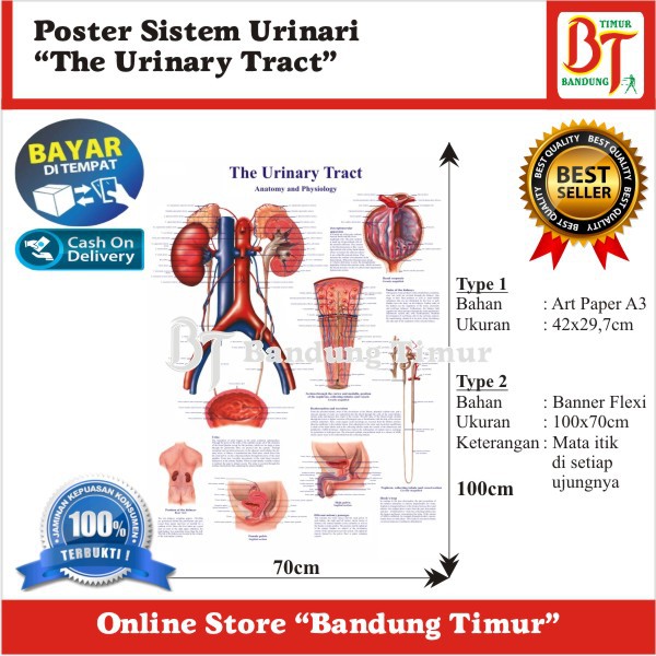 Jual POSTER SISTEM URINARI THE URINARY TRACT | Shopee Indonesia
