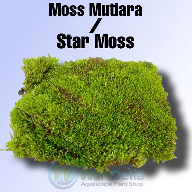 Jual Moss Mutiara / Star Moss Paludarium 10x10 cm | Shopee Indonesia