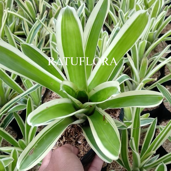 Jual tanaman hias bromellia varigata / bromelia variegata Indonesia ...