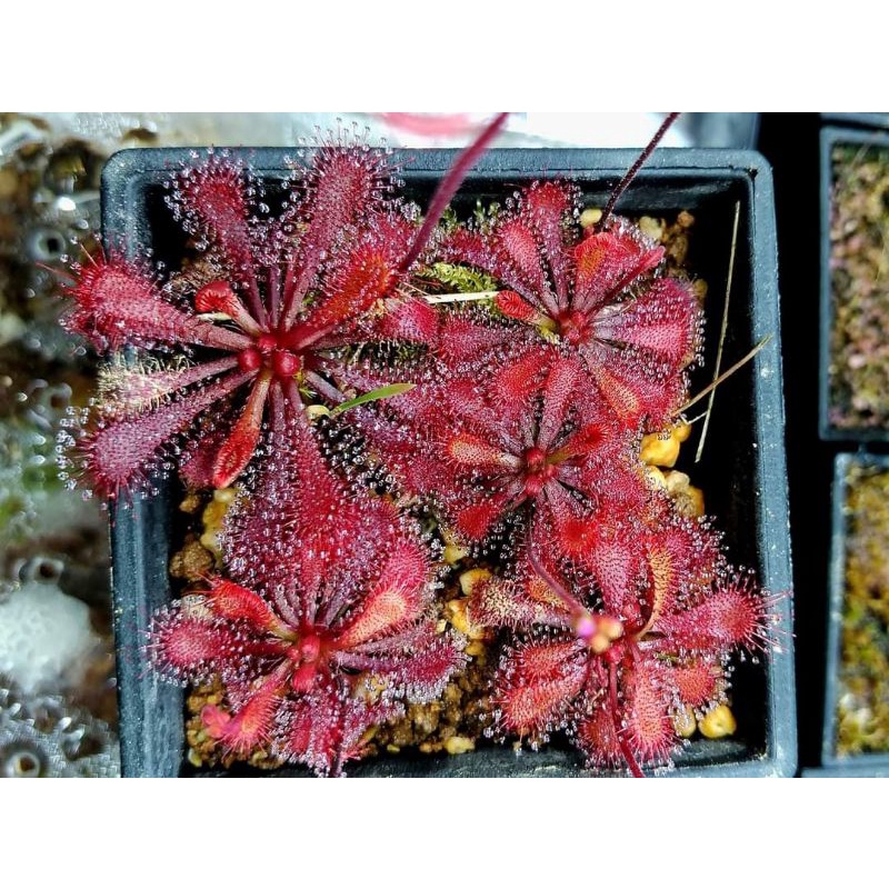 Jual Biji Benih Seed Tanaman Karnivora Drosera Ultramifica Hybrid ...