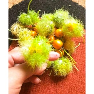 Jual 15 Benih Rambusa RAMBUTAN MARKISA mini Anti Kanker Indonesia ...