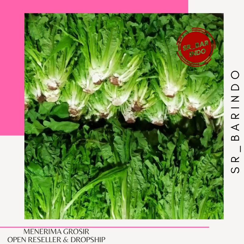 Jual 50 SELADA SIOMAK WANGI GREEN LEAF SIOMAK | BENIH SAYURAN | BIBIT ...