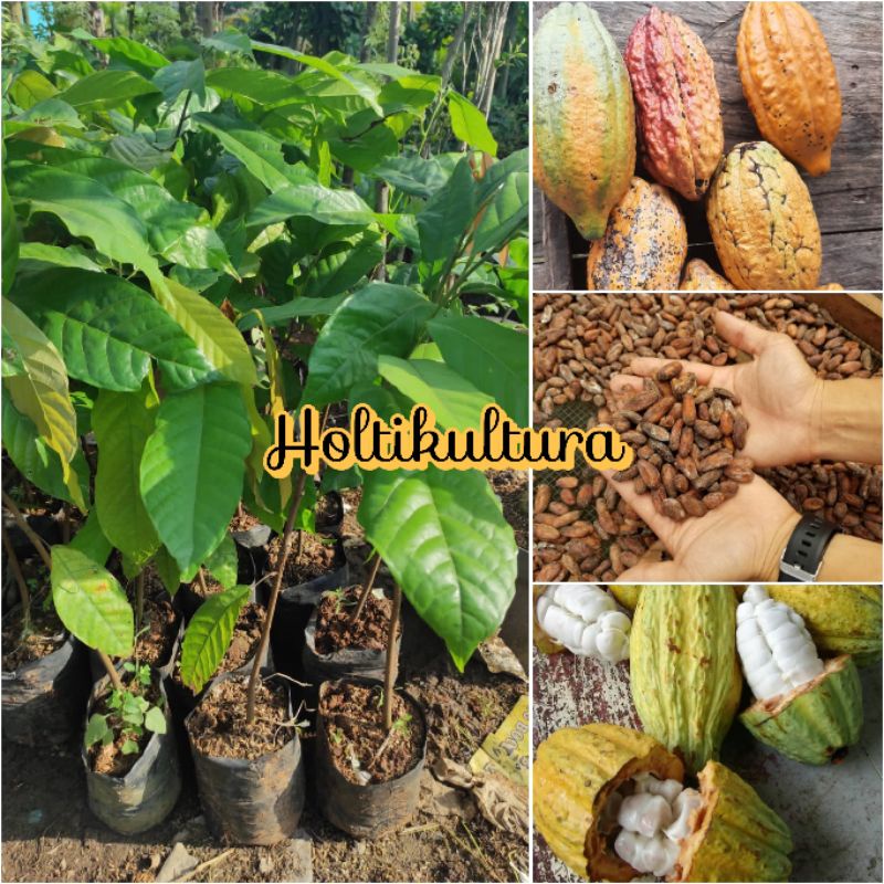 Jual Bibit tanaman kakao cokelat / kopi coklat Holtikultura tanaman ...