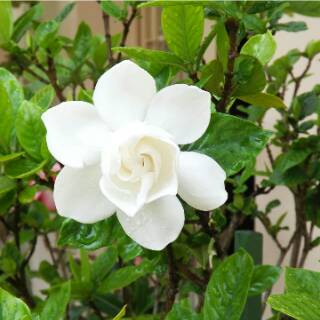 Jual Bibit Bunga Kacapiring Wangi/Cempiring/Bunga Pecah Piring | Shopee ...