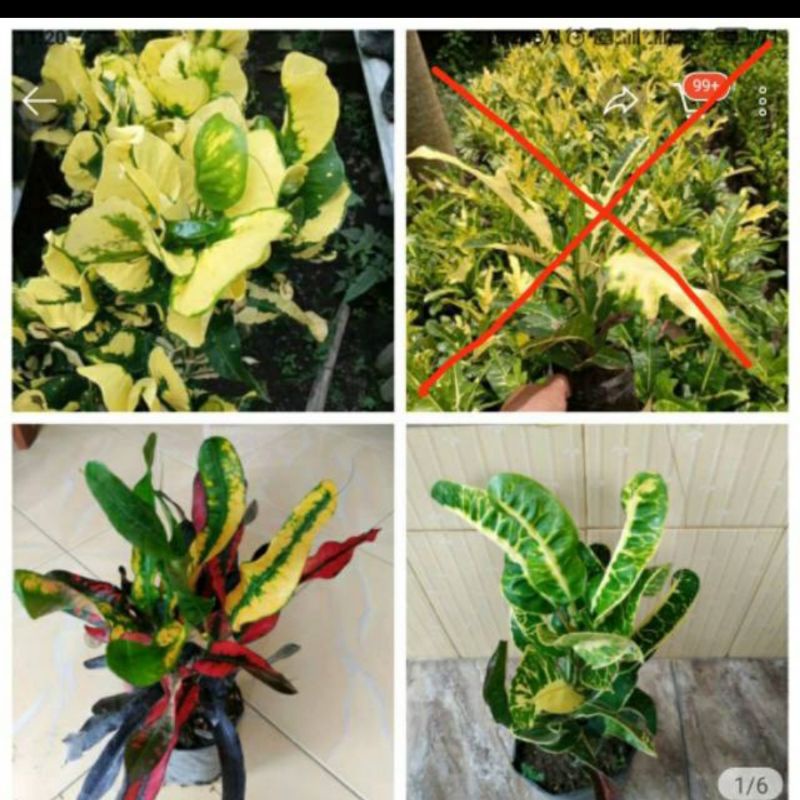 Jual palet 4 pohon puring telor, kurasi, sakura &kirana kuning | Shopee ...
