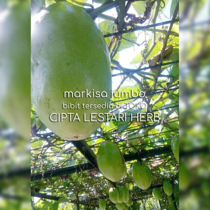 Jual Bibit Pohon Buah Markisa Hijau Sayur Jumbo - Tanaman Erbis Besar ...