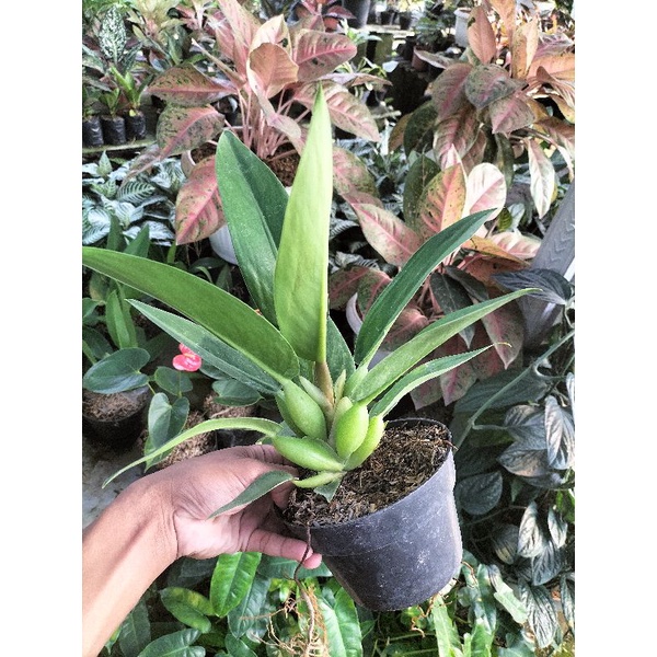 Jual Philo katak /eceng | Shopee Indonesia