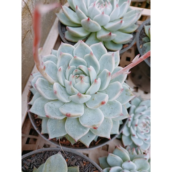 Harga Cihua Terbaru Desember 2022 |BigGo Indonesia