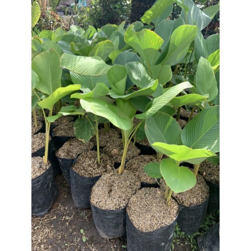 Jual tanaman hias pisang calathea lutea tanaman calathea pisang ...